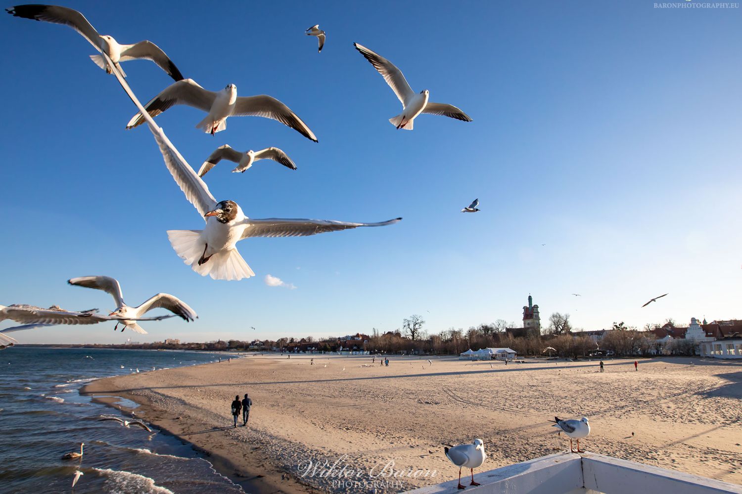 Fotografia Przyrodnicza - Wiktor Baron Fotografia